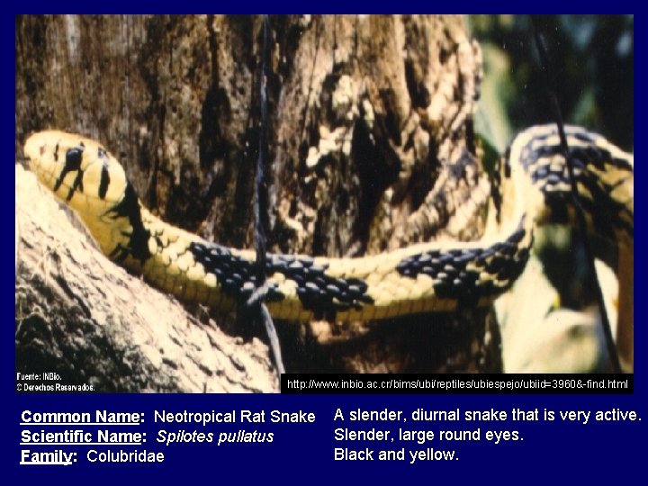 Amphibians and Reptiles of Belize Blue Creek South