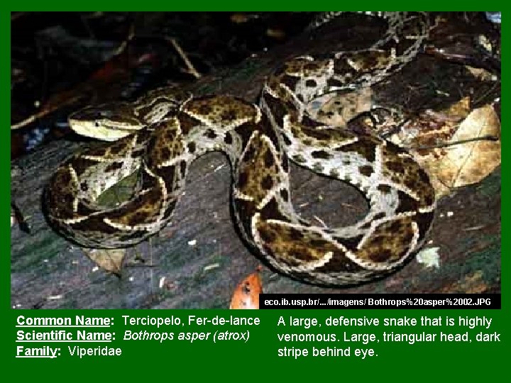 Amphibians and Reptiles of Belize Blue Creek South