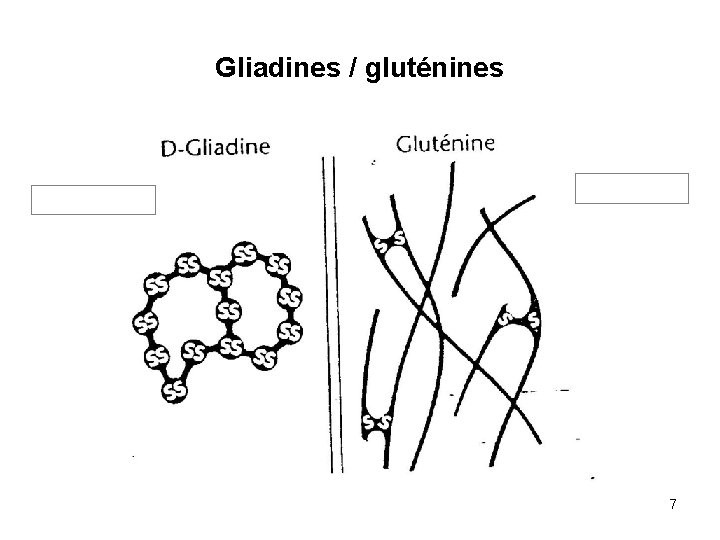 Introduction Place des crales dans lalimentation Bl et