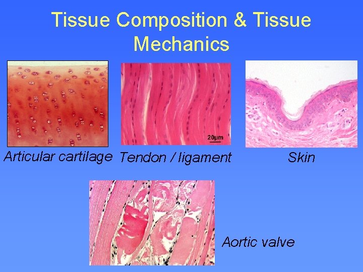 Hierarchical Approaches to Investigating Tissue Micromechanics Hazel Screen