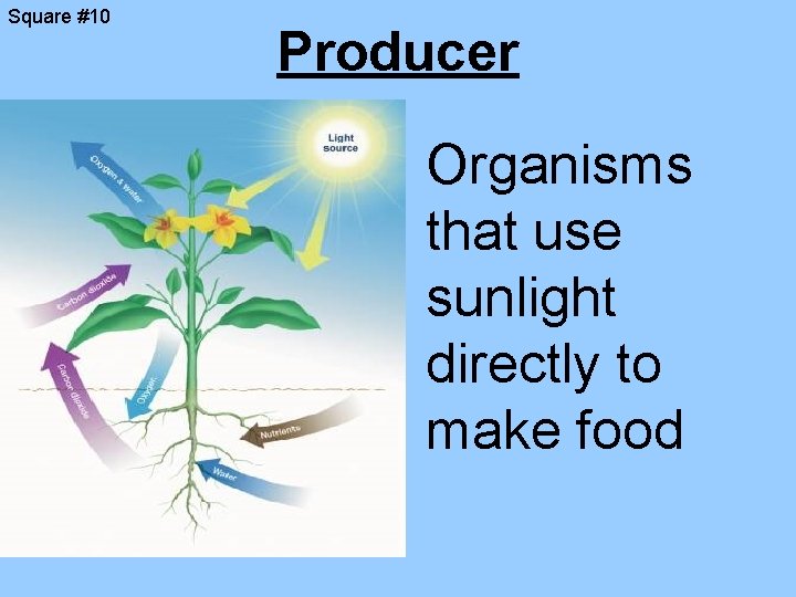 Ecology in a Nutshell Ecology The study of