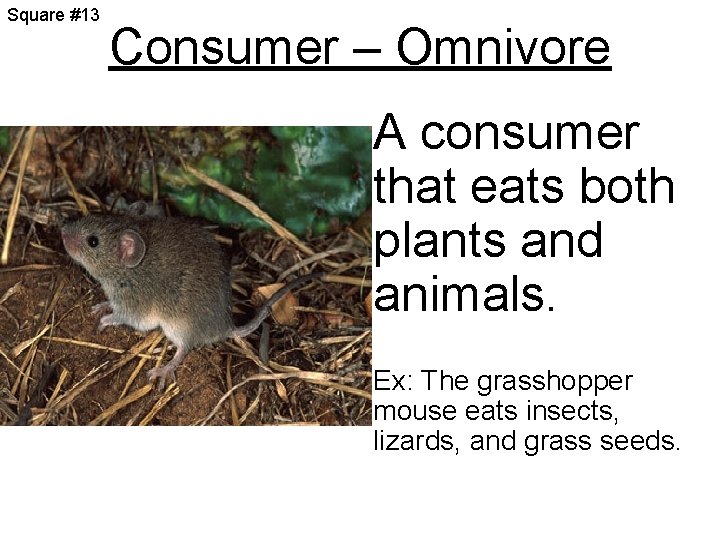 Ecology in a Nutshell Ecology The study of