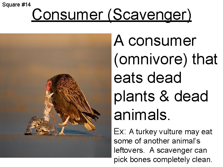 Ecology in a Nutshell Ecology The study of
