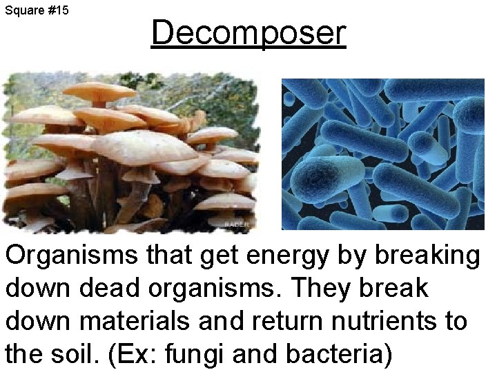 Ecology in a Nutshell Ecology The study of