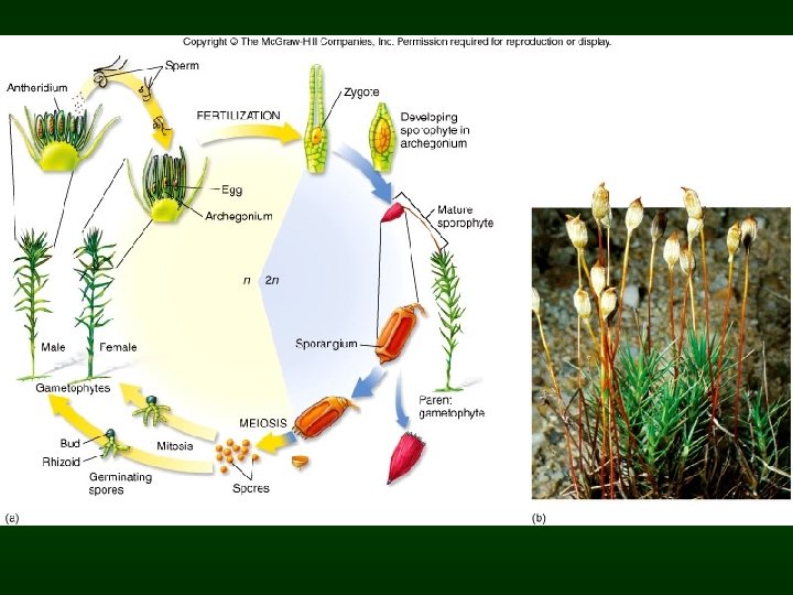 Mechorosty Bryophytae Bryophyta bryon mech phyton rostlina termn