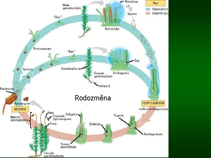 Mechorosty Bryophytae Bryophyta bryon mech phyton rostlina termn