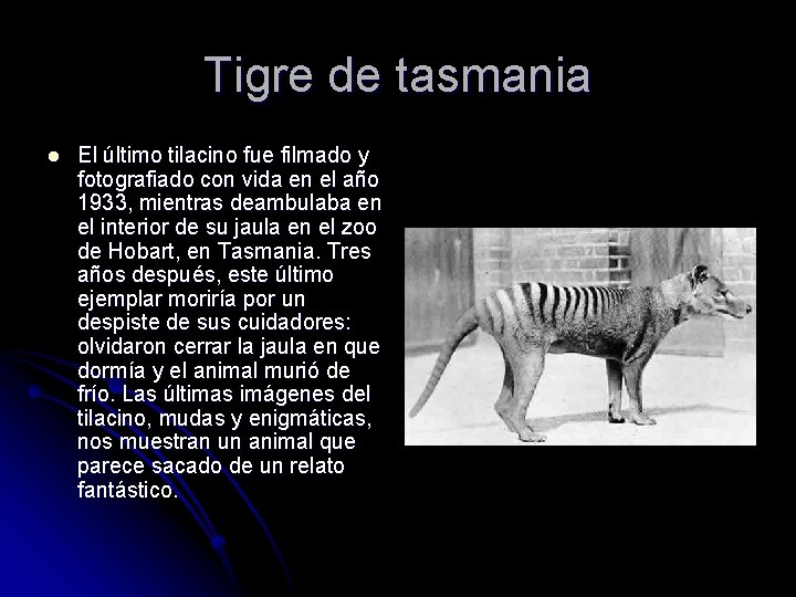 Animales extintos por culpa del hombre bucardo l