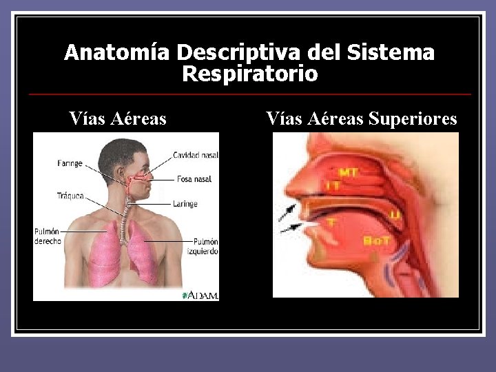 Ventilacion Pulmonar Ventilacion Pulmonar Fisica Medica Dra Maria