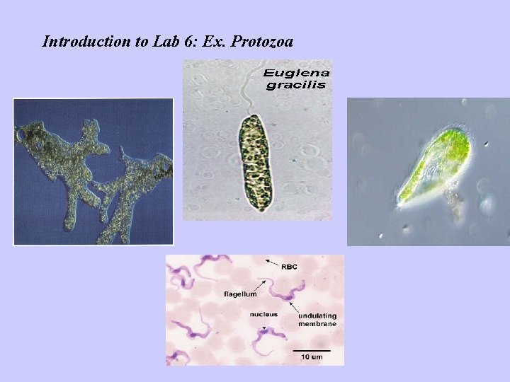 Introduction to Lab 6 Ex Protozoa Introduction to