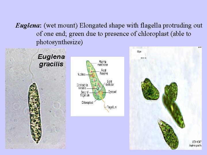 Introduction to Lab 6 Ex Protozoa Introduction to