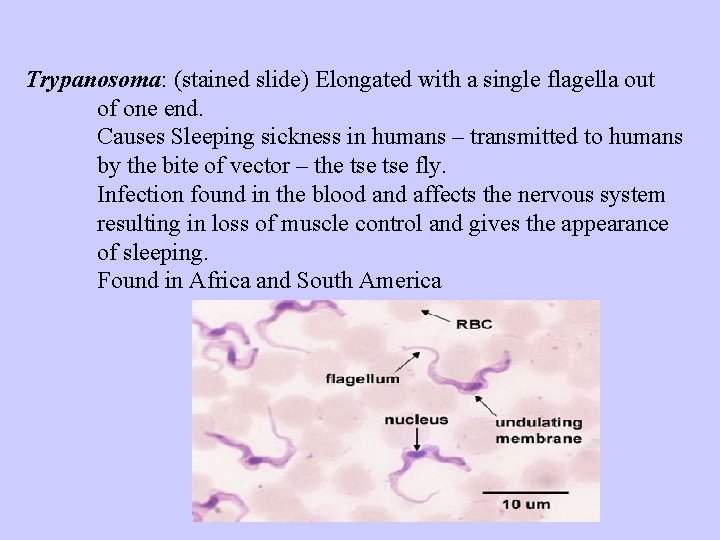 Introduction to Lab 6 Ex Protozoa Introduction to