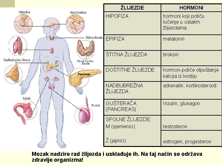 HORMONSKI POREMEAJI I BOLESTI Pripremio Ivan Domjani 8