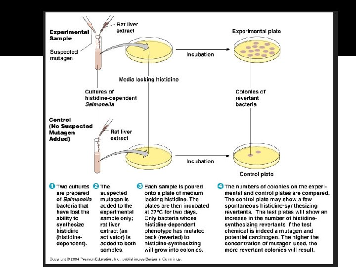 CLS 311 Basic Microbiology Lect 9 Bacterial Genatics