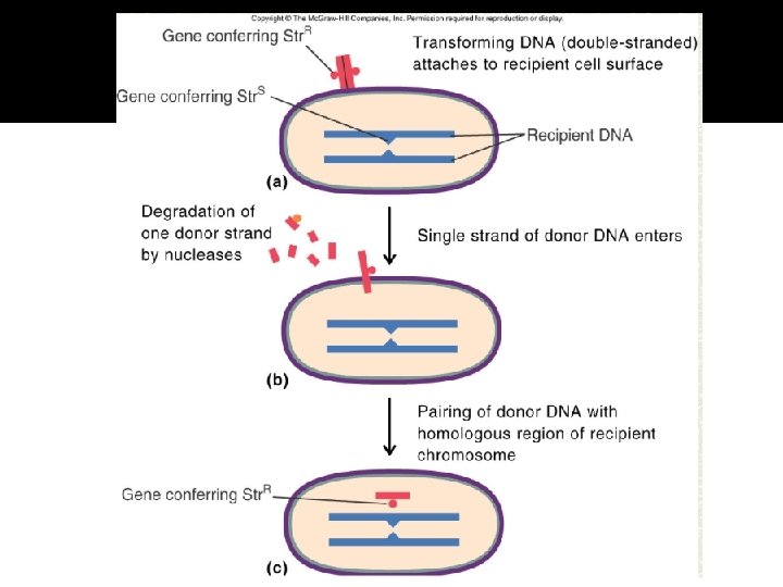 CLS 311 Basic Microbiology Lect 9 Bacterial Genatics