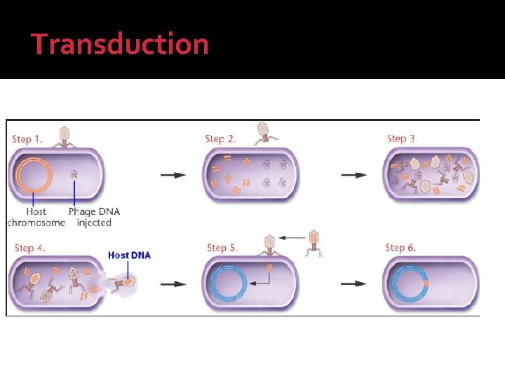 CLS 311 Basic Microbiology Lect 9 Bacterial Genatics