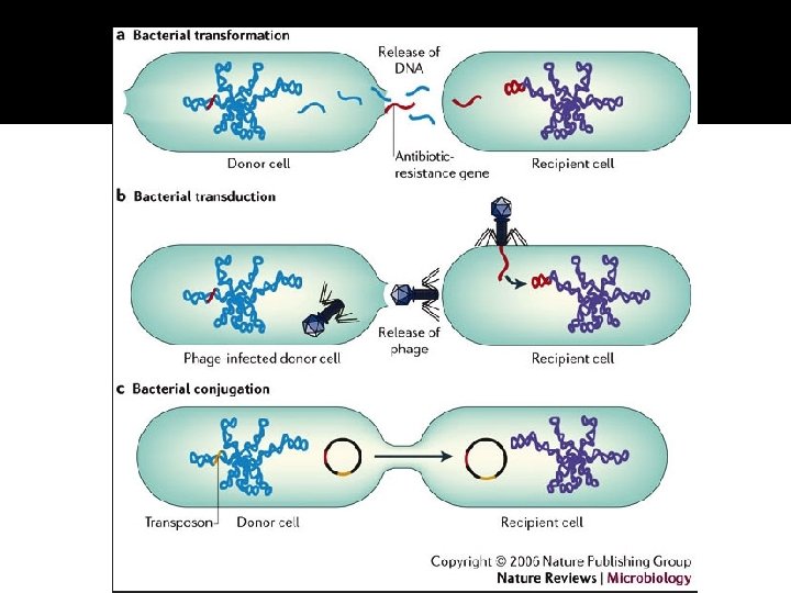 CLS 311 Basic Microbiology Lect 9 Bacterial Genatics
