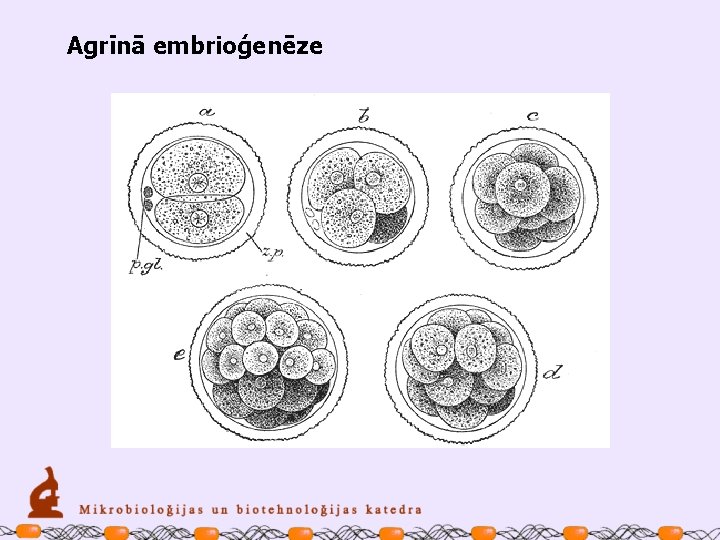 TRANSGNU DZVNIEKU IEGANA UN IZMANTOANA BIOTEHNOLOIJ Transgni cilmes