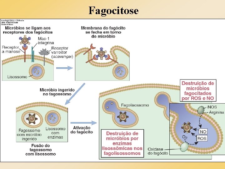 IMUNOLOGIA Caractersticas Gerais do Sistema Imune Humano Curso