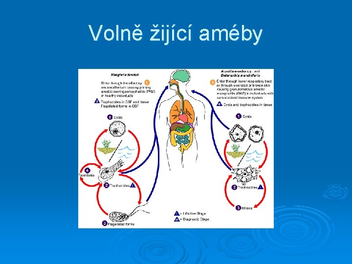 TKOV PARAZITI Petra Kubkov OKM jednobunn voln ijc