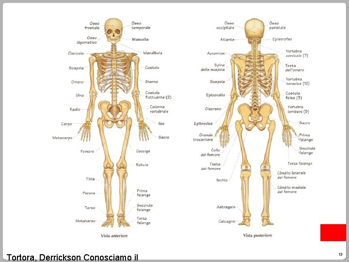 Gerard Tortora Brian Derrickson Conosciamo il corpo umano