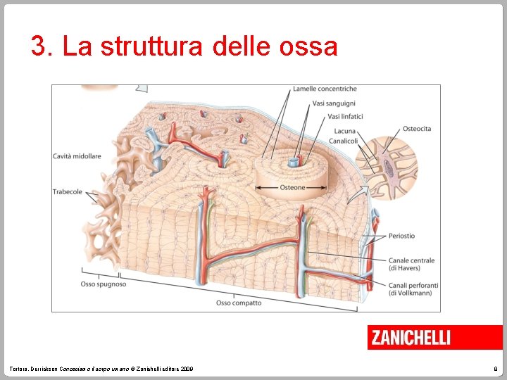Gerard Tortora Brian Derrickson Conosciamo il corpo umano