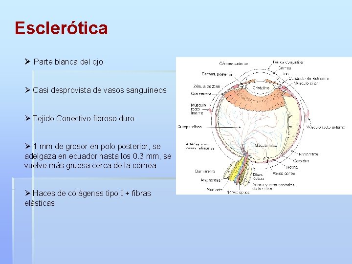 UNIVERSIDAD AUTNOMA DE ZACATECAS Francisco Garca Salinas UNIDAD
