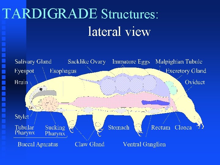 TARDIGRADES Bears of the Moss n Dr William