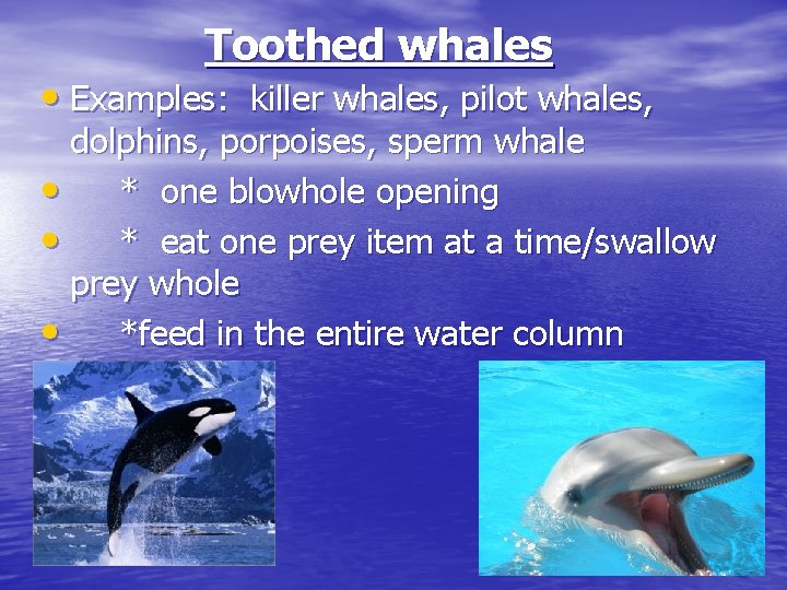 Marine Mammals Whales Order Cetacea 90 species Whales