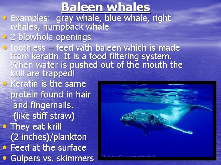 Marine Mammals Whales Order Cetacea 90 species Whales