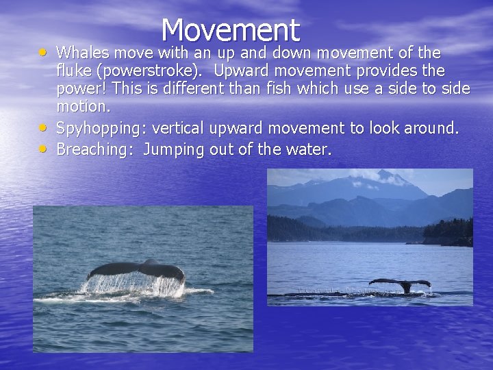 Marine Mammals Whales Order Cetacea 90 species Whales