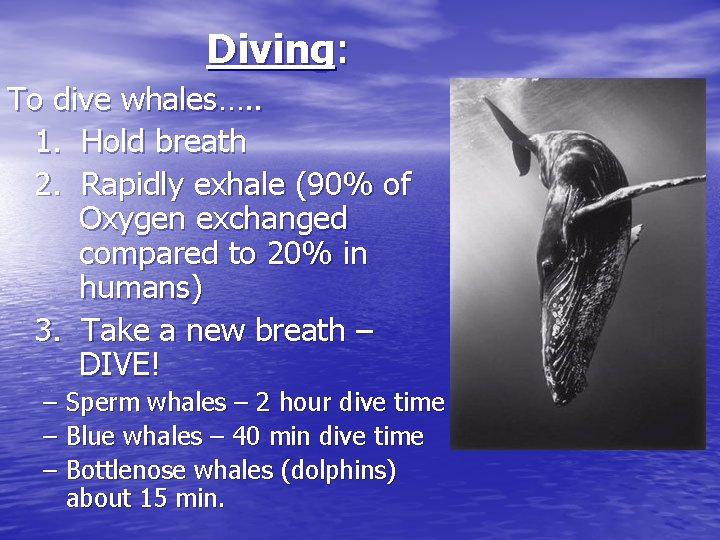 Marine Mammals Whales Order Cetacea 90 species Whales