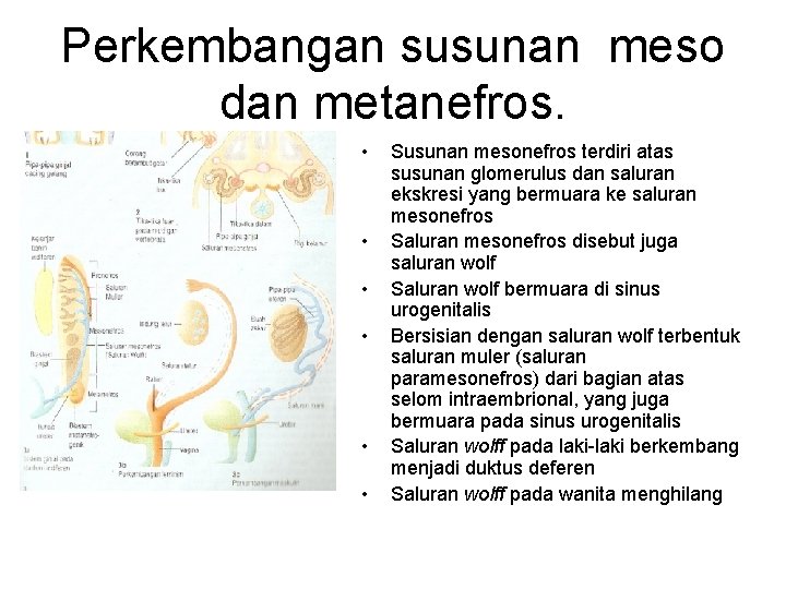 Diferensiasi susunan kemih Gambaran morfologiembriologis perkembangan ...