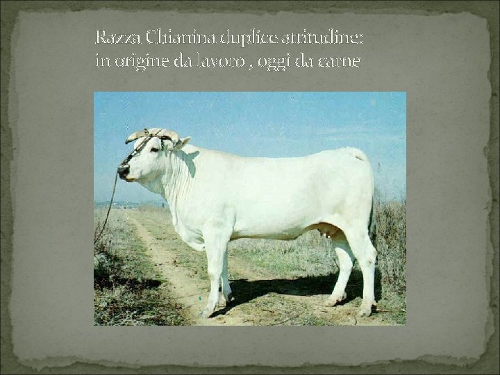 Razze bovine di Francesco Boffoli Razza Frisona italiana