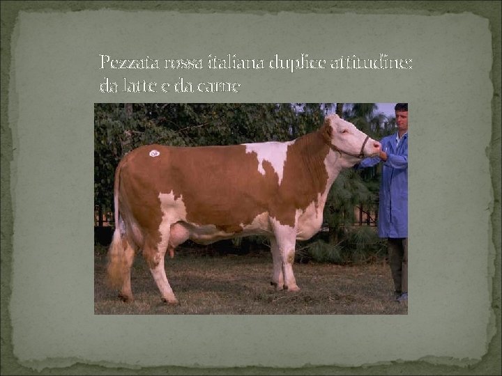 Razze bovine di Francesco Boffoli Razza Frisona italiana