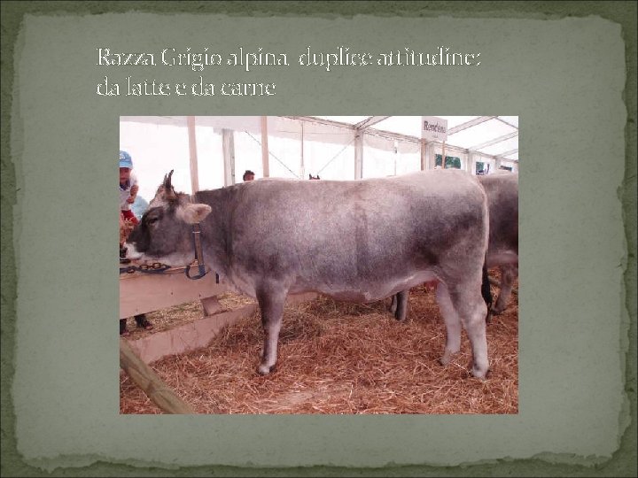 Razze bovine di Francesco Boffoli Razza Frisona italiana
