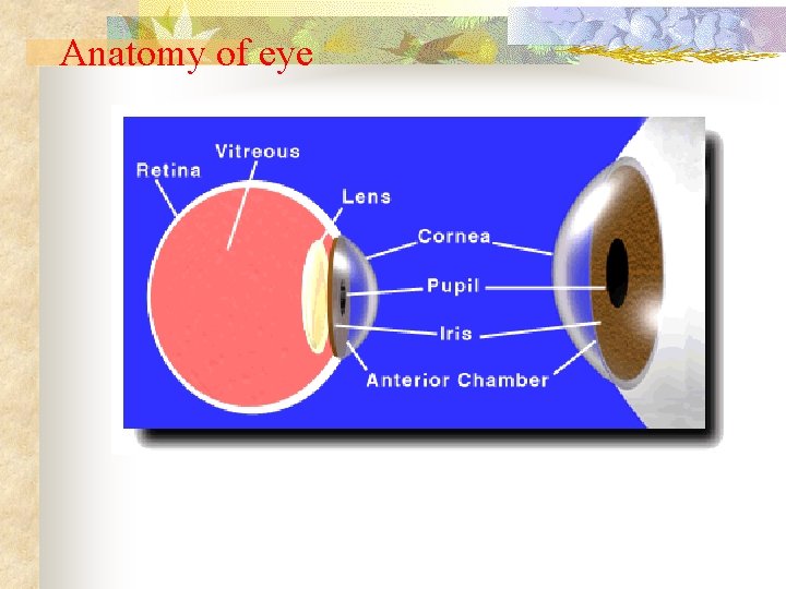 Lasers in Ophthalmology Anatomy of eye Anatomy of