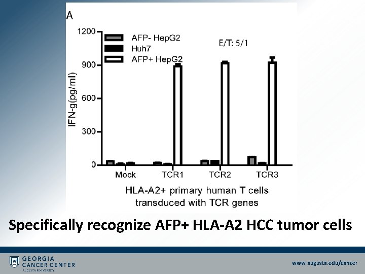 Engineering T cells for HCC Immunotherapy Yukai He