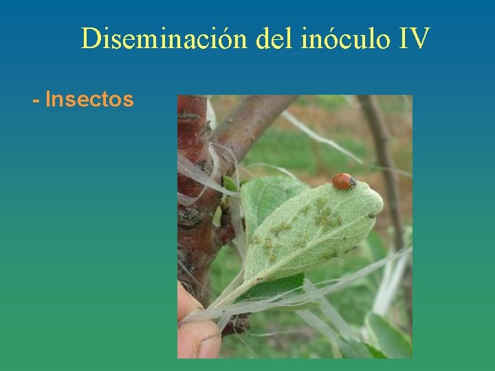 Control Biolgico de Enfermedades de Plantas Programa de