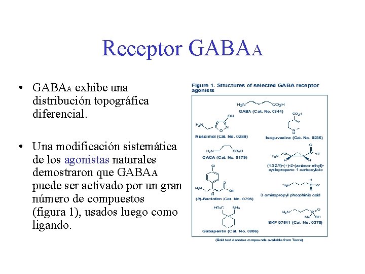 Receptores GABA Perspectiva histrica GABA es el mayor