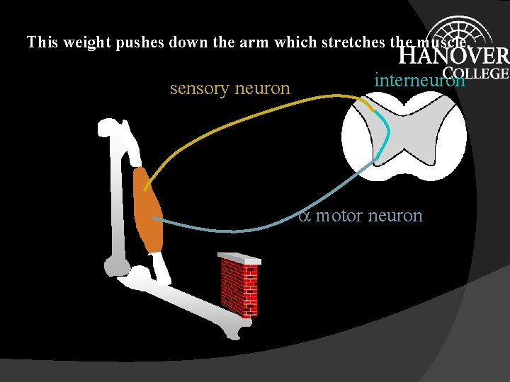 Overview of HumanMachine Systems Muscular Feedback Cognitive Functions