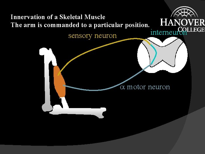 Overview of HumanMachine Systems Muscular Feedback Cognitive Functions
