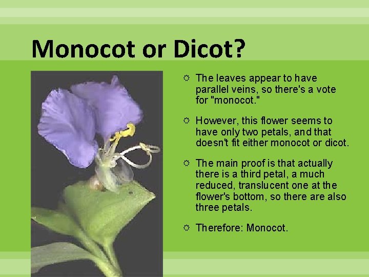 Monocots Vs Dicots Classification of Plants are the