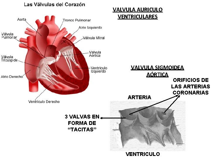 APARATO CARDIOVASCULAR DRA ALEJANDRA B QUINTANA MORFOLOGA 2019