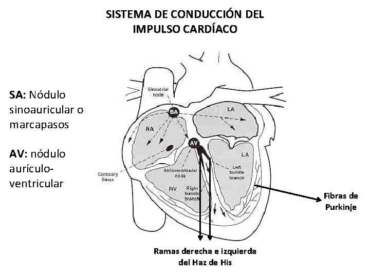 APARATO CARDIOVASCULAR DRA ALEJANDRA B QUINTANA MORFOLOGA 2019