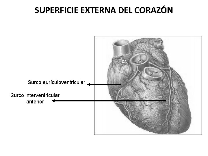 APARATO CARDIOVASCULAR DRA ALEJANDRA B QUINTANA MORFOLOGA 2019