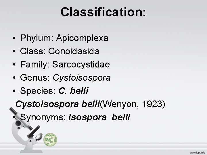 Cryptosporidium species Classification Phylum Apicomplexa Class ...