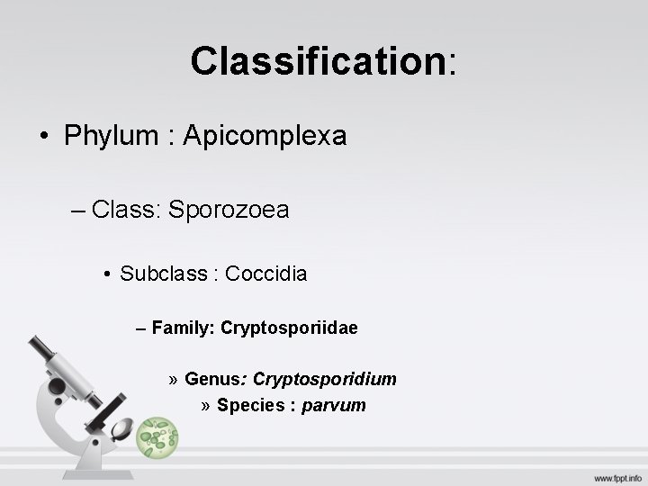 Cryptosporidium species Classification Phylum Apicomplexa Class ...