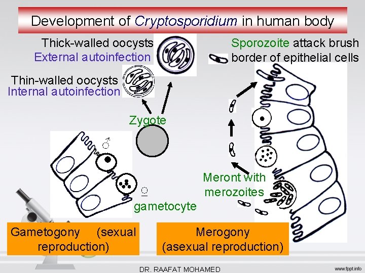 Cryptosporidium species Classification Phylum Apicomplexa Class ...