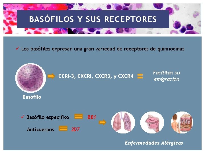 Basfilos como clave de la regulacin de la