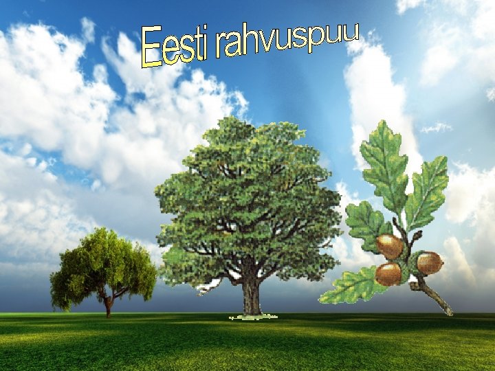 Eesti riigivapil on kuldsel kilbil kolm sinist lvi